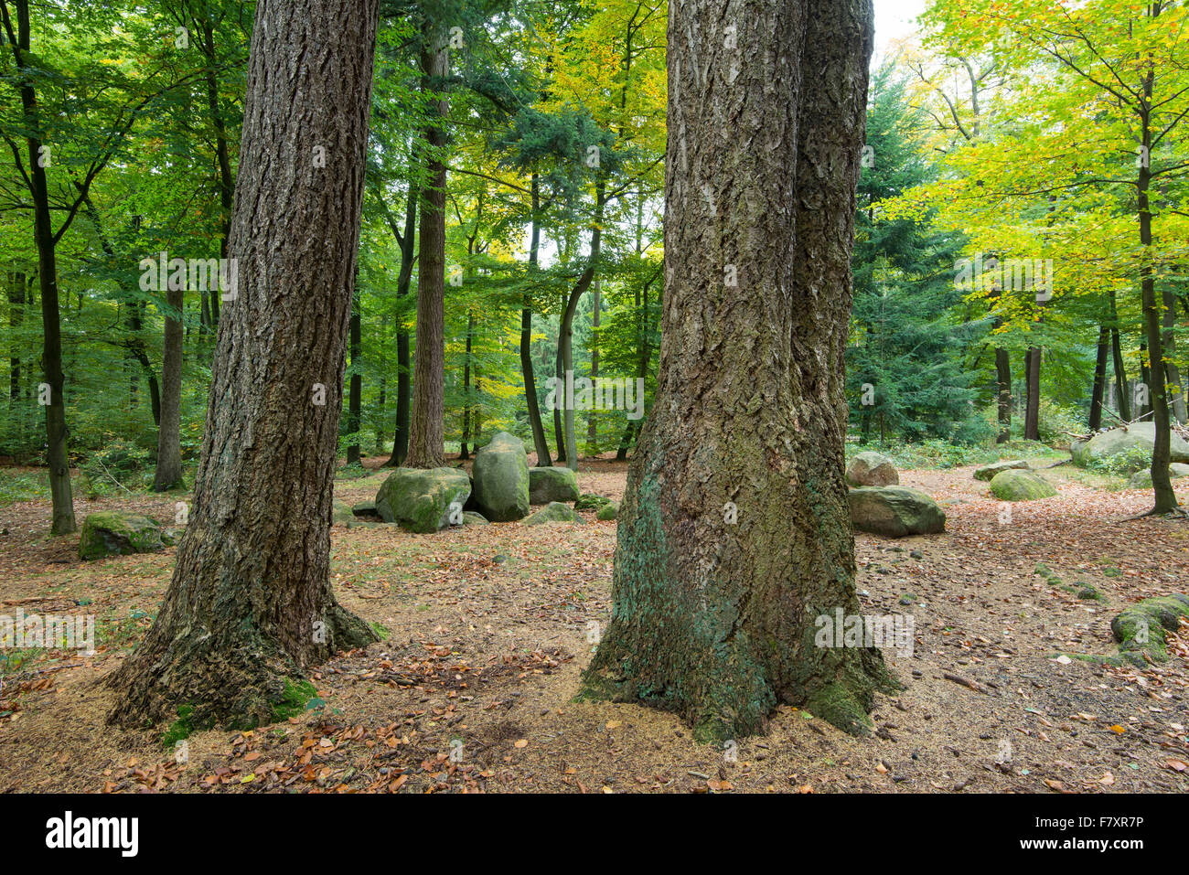 Mixed forests hi-res stock photography and images - Alamy