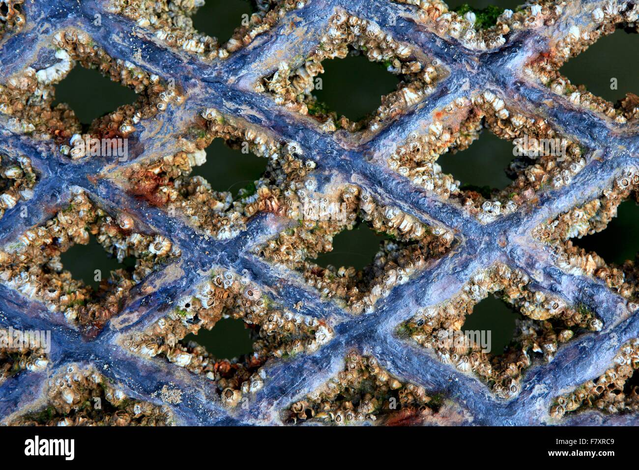 Barnacle encrusted pontoon in East Portlemouth, South Hams, Devon Stock ...