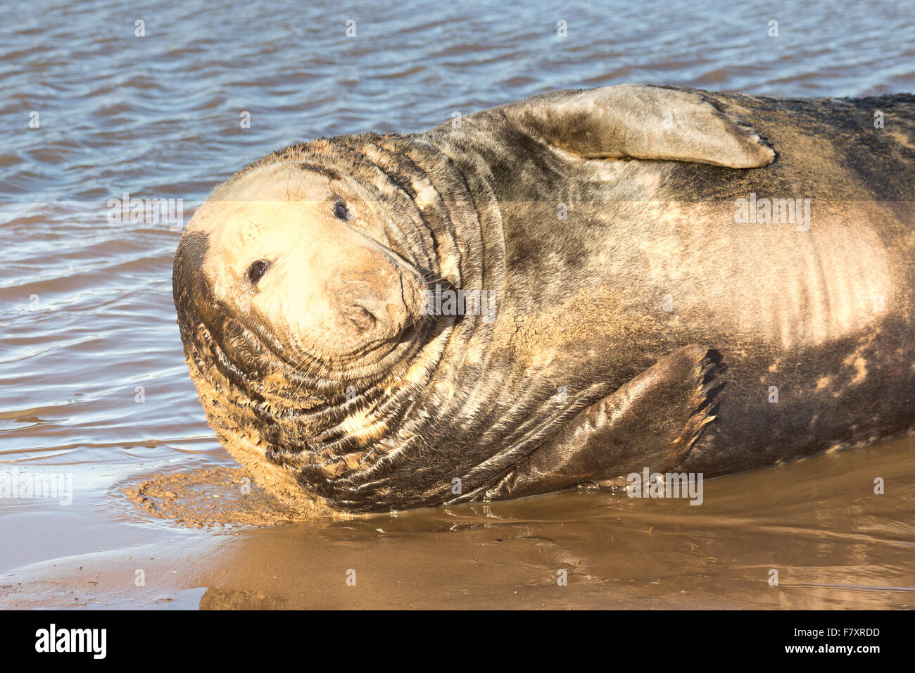 Bull seals hi-res stock photography and images - Alamy