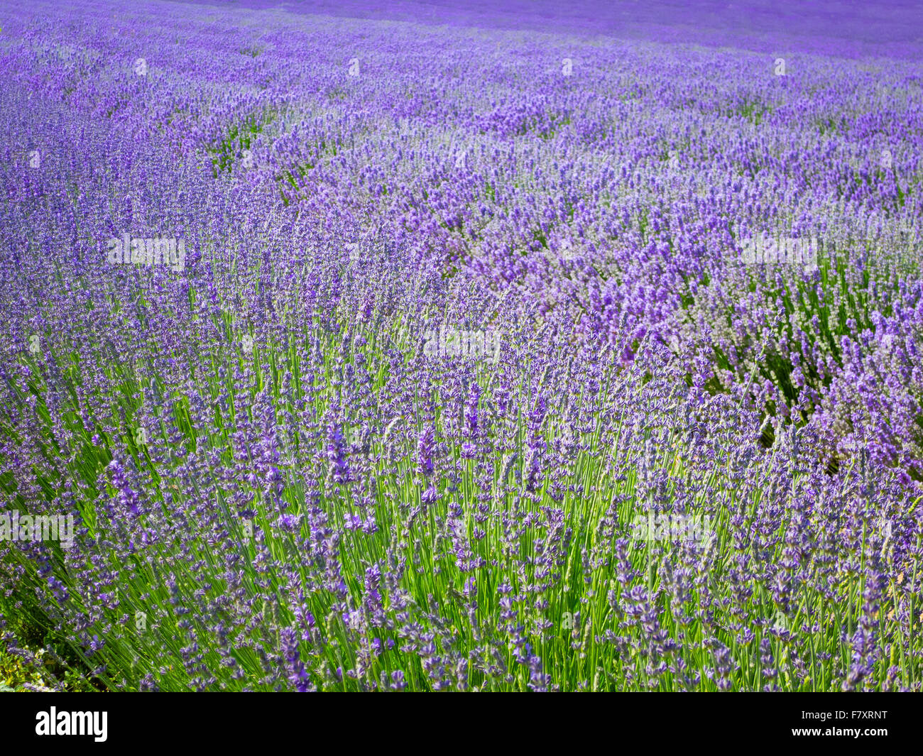 Lavandin field hi-res stock photography and images - Alamy