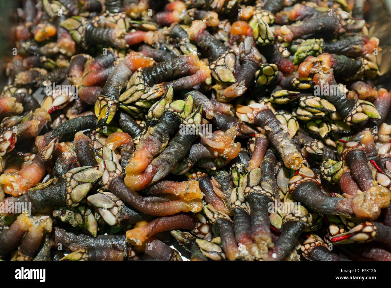 Percebes or Goose Barnacles - a delicacy in Spain especially Galicia ...