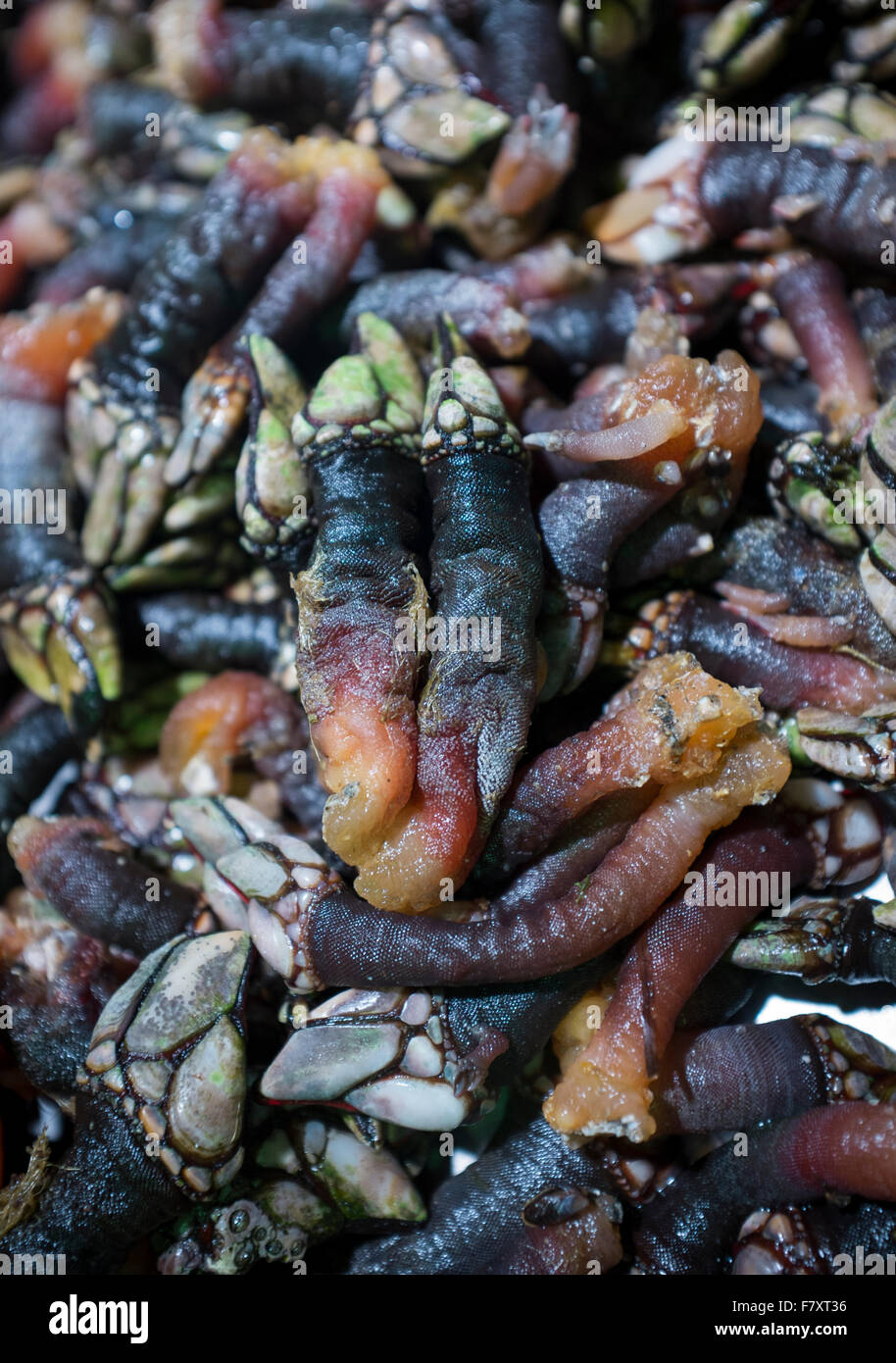 Percebes or Goose Barnacles - a delicacy in Spain especially Galicia ...