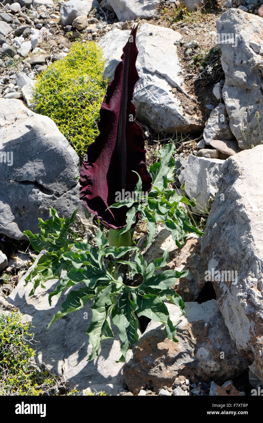 Dragon Arum or Great Dragon, Dracunculus vulgaris, eastern Crete Stock ...