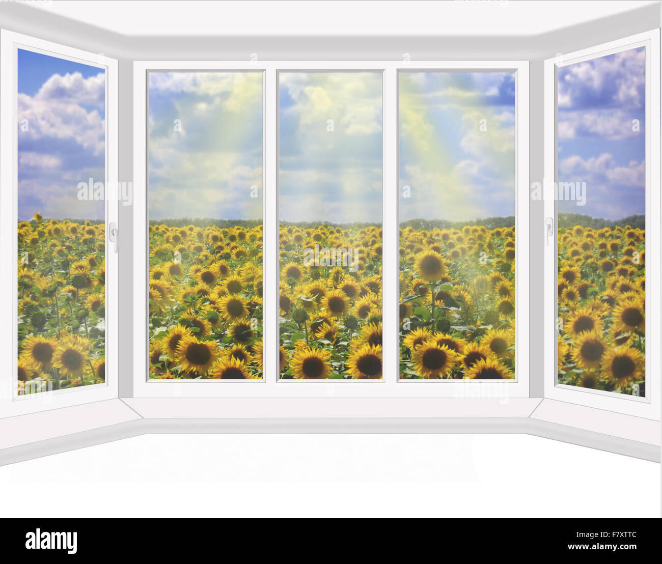 room with metal-plastic windows overlooking the field of sunflowers ...