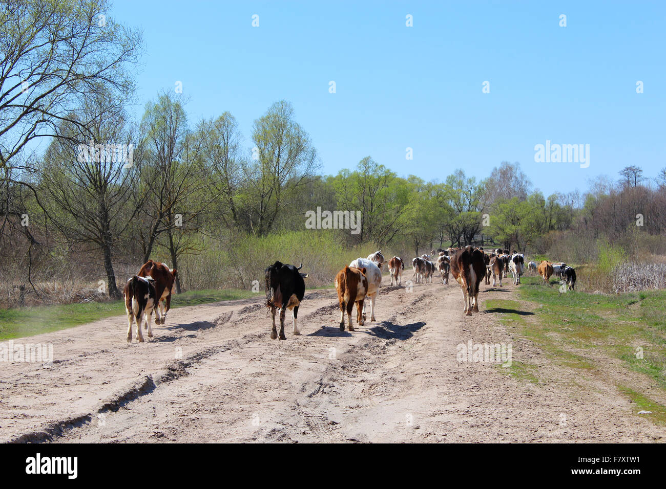 cows coming back from pasture in the spring Stock Photo - Alamy