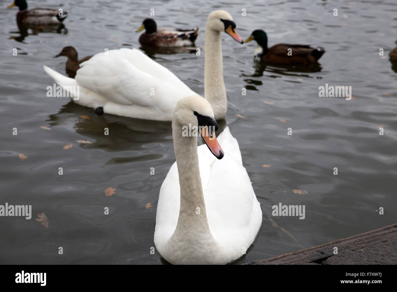A swan walks by the lake in Llandrindod Wells Wales Stock Photo - Alamy