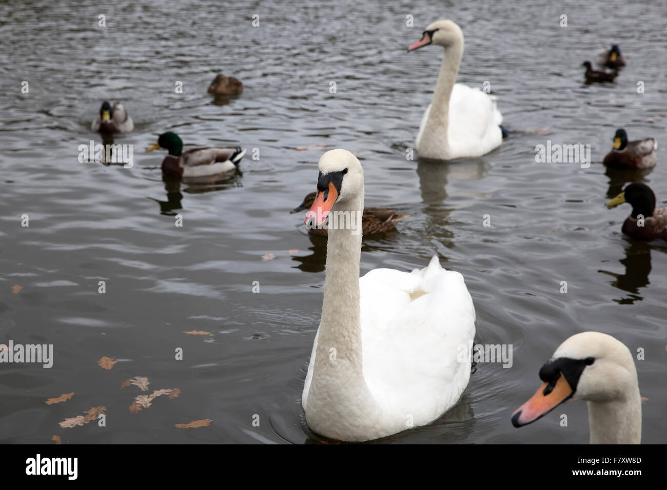A swan walks by the lake in Llandrindod Wells Wales Stock Photo - Alamy