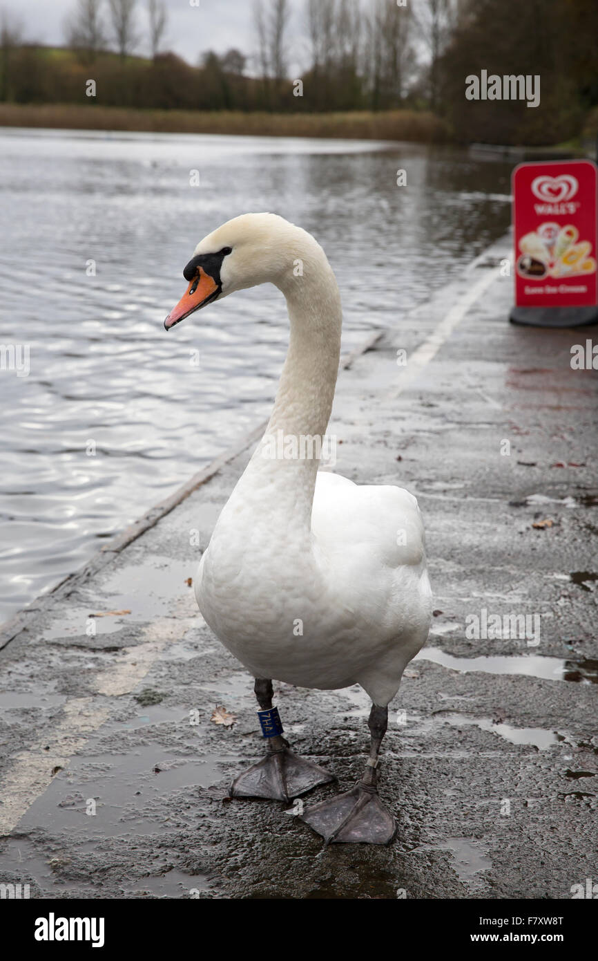 A swan walks by the lake in Llandrindod Wells Wales Stock Photo - Alamy