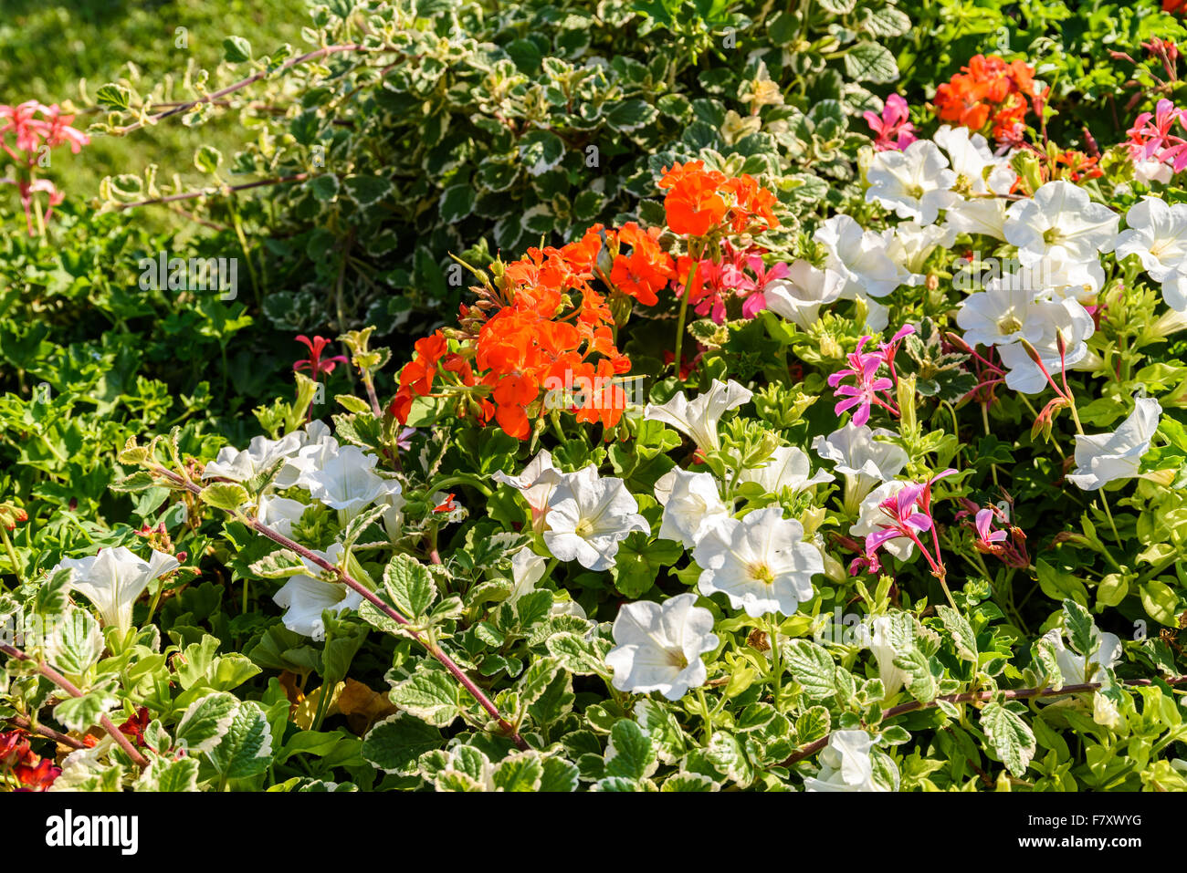 Common Flower Garden In Spring Stock Photo - Alamy