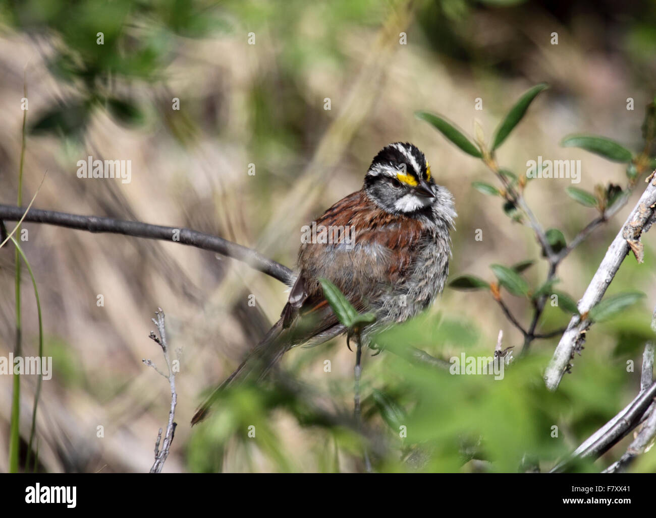 White sparrow shrub hi-res stock photography and images - Alamy