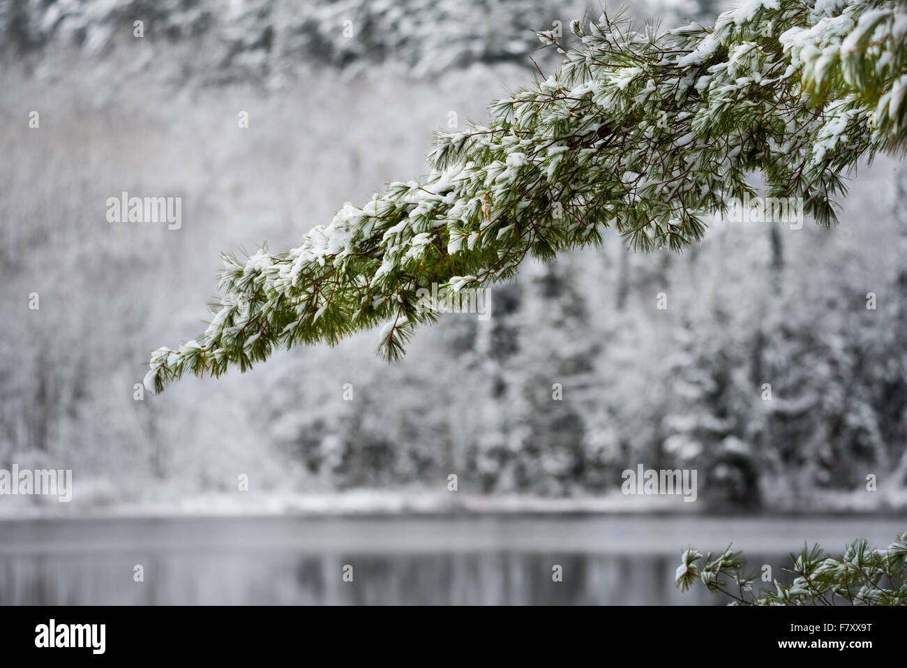 Pine bough snow hi-res stock photography and images - Alamy