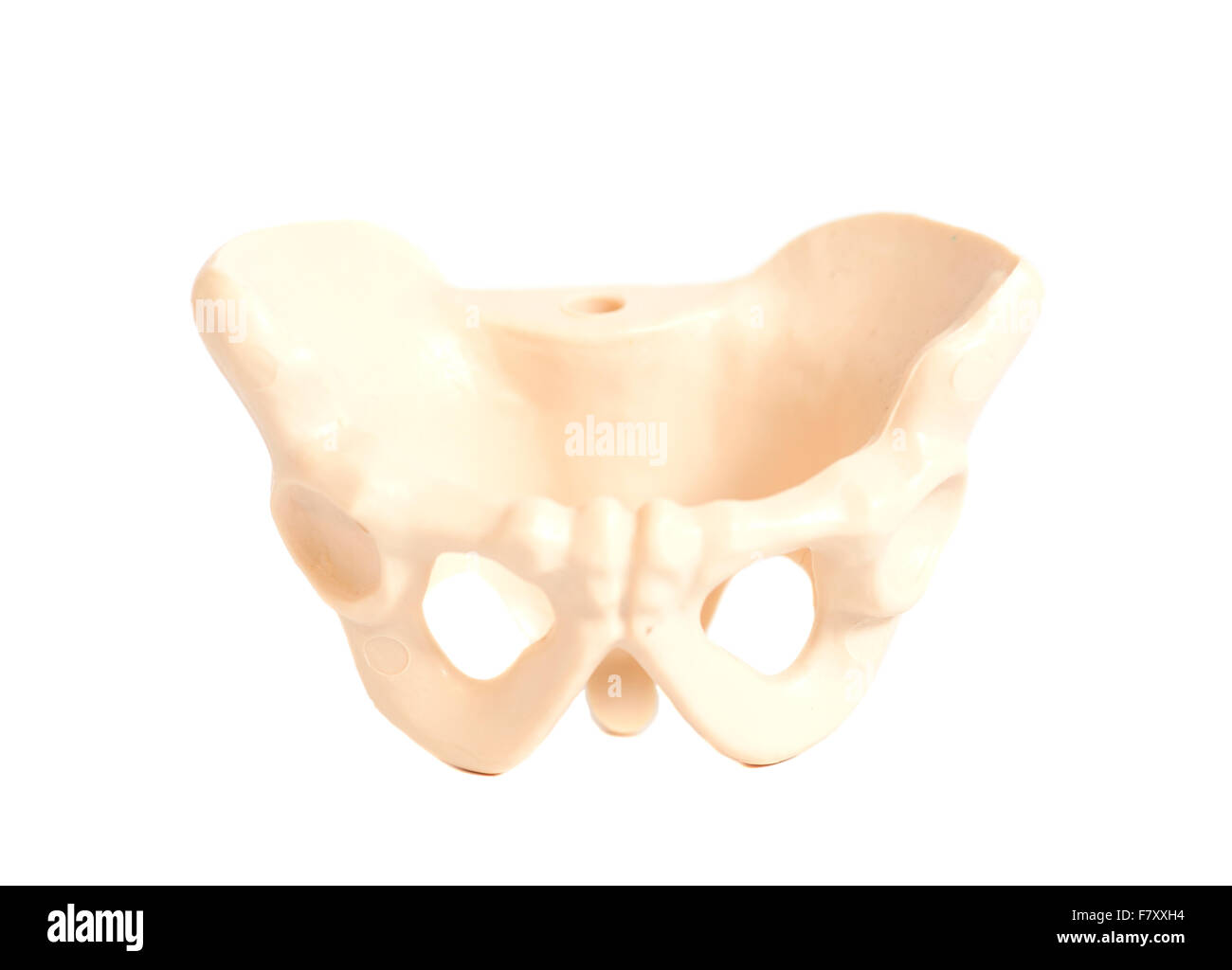 Human hip bone isolated on white Stock Photo - Alamy