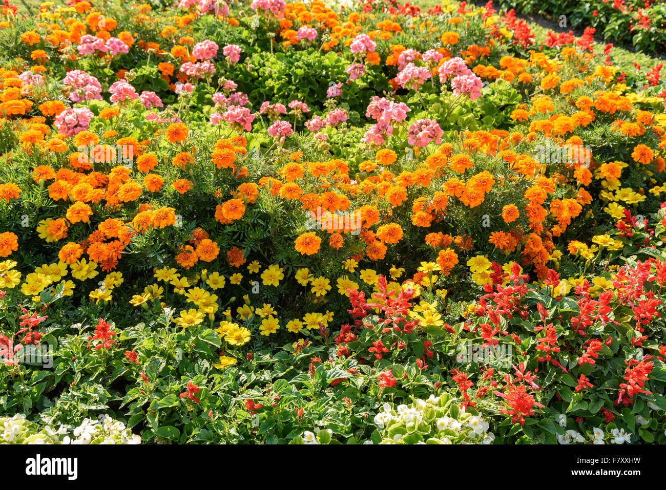 Common flower hi-res stock photography and images - Alamy