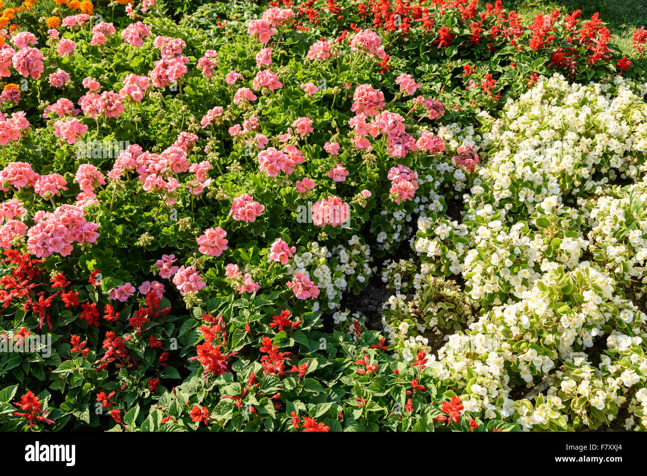 Common Flower Garden In Spring Stock Photo - Alamy