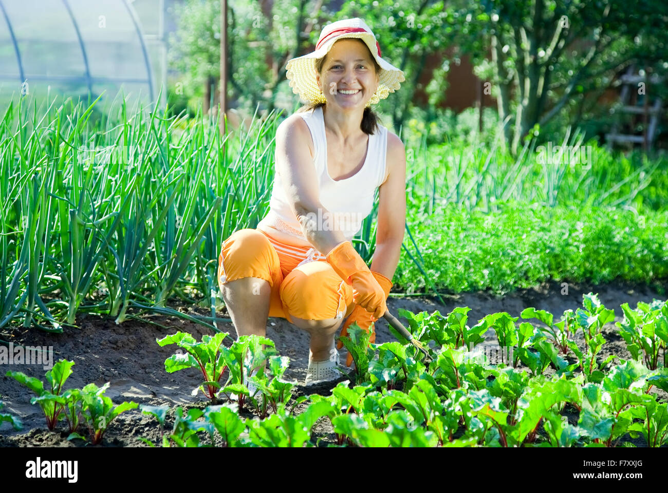 Senior woman prongs in bed of red beet Stock Photo - Alamy