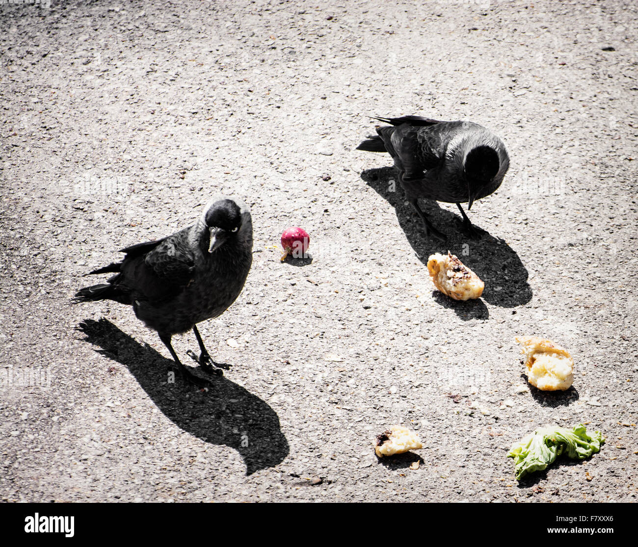 Birds eating the vegetable on the ground. Humorous bird scene. Light ...
