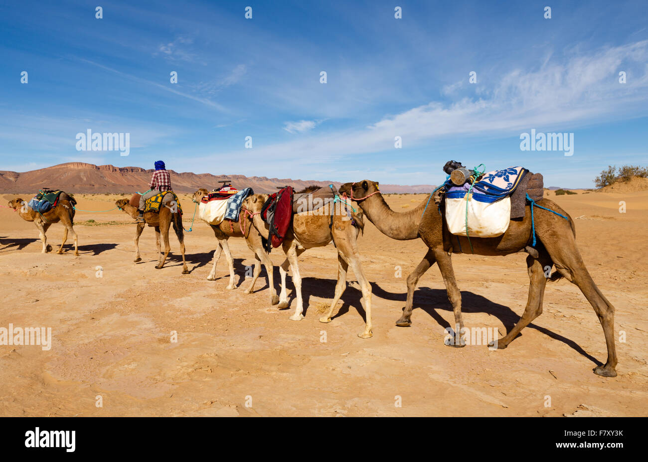 Camel train arab hi-res stock photography and images - Alamy