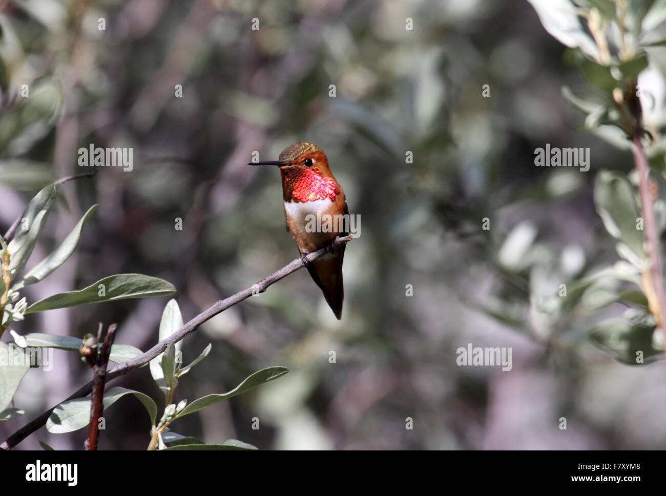 Hummingbirds canada hi-res stock photography and images - Alamy