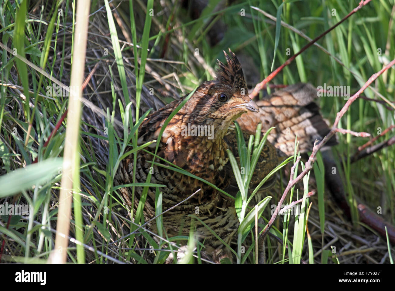 Concealment of hi-res stock photography and images - Alamy