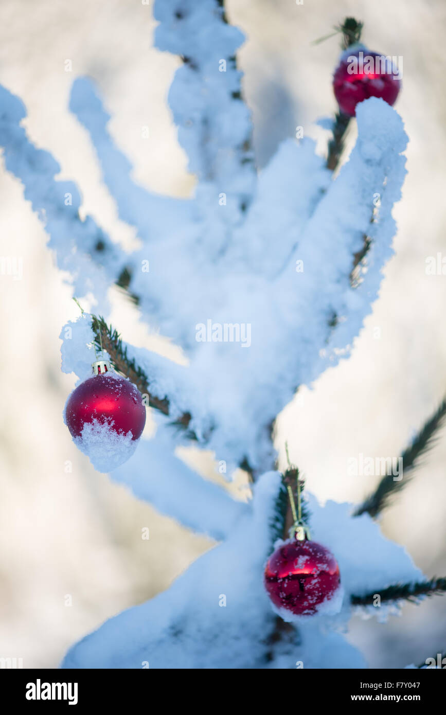 christmas red balls on pine tree covered with fresh snow on beautful ...