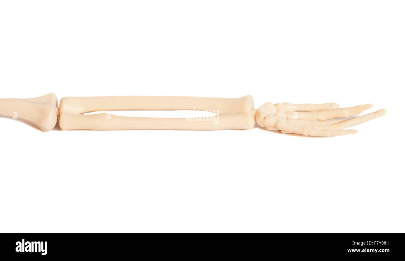 hand of bones isolated on white Stock Photo - Alamy