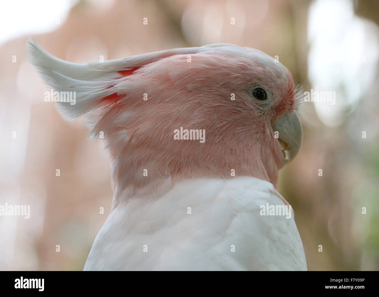 Major mitchells cockatoo hi-res stock photography and images - Alamy