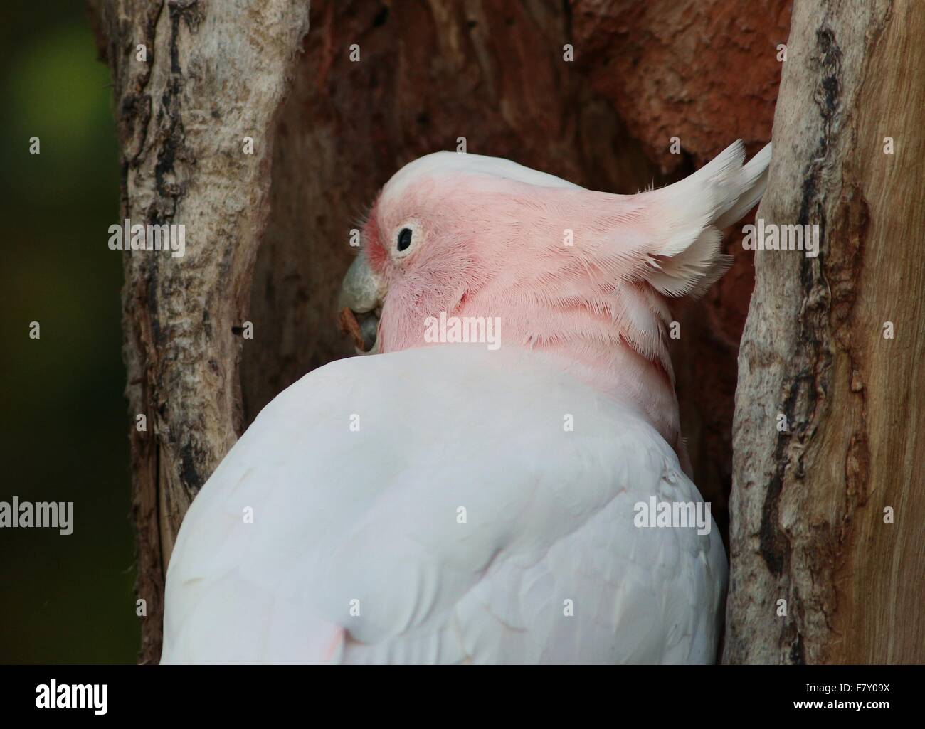 Australian Major Mitchell's cockatoo (Lophochroa leadbeateri), a.k.a ...