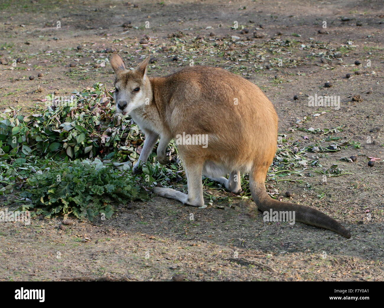 Ualabi agil hi-res stock photography and images - Alamy