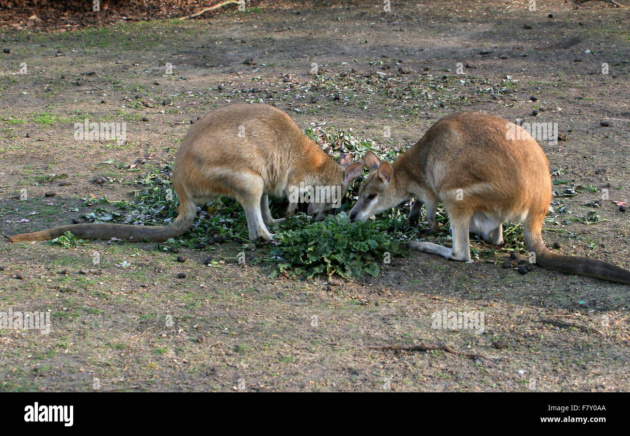 Flinkwallaby agile hi-res stock photography and images - Alamy
