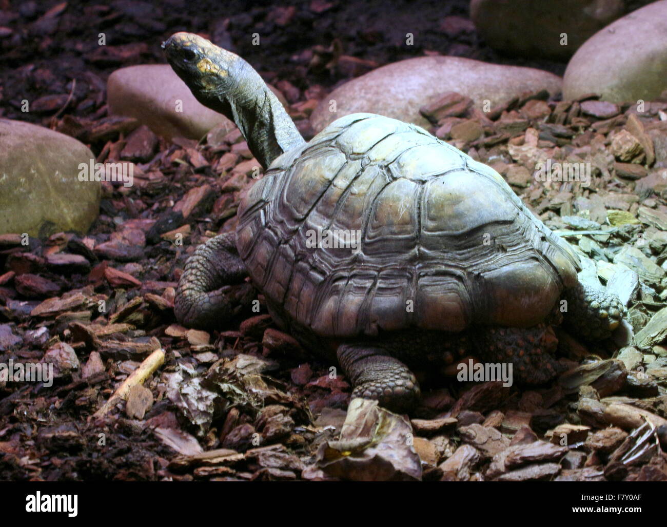 South American Yellow-footed tortoise a.k.a. Brazilian giant tortoise ...