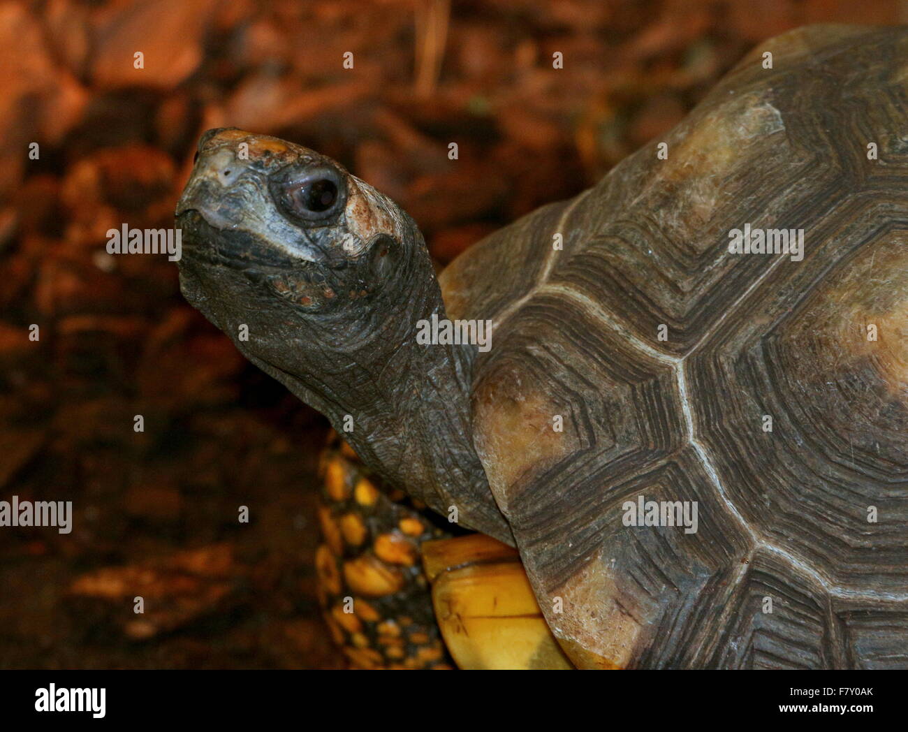 South American Yellow-footed tortoise a.k.a. Brazilian giant tortoise ...