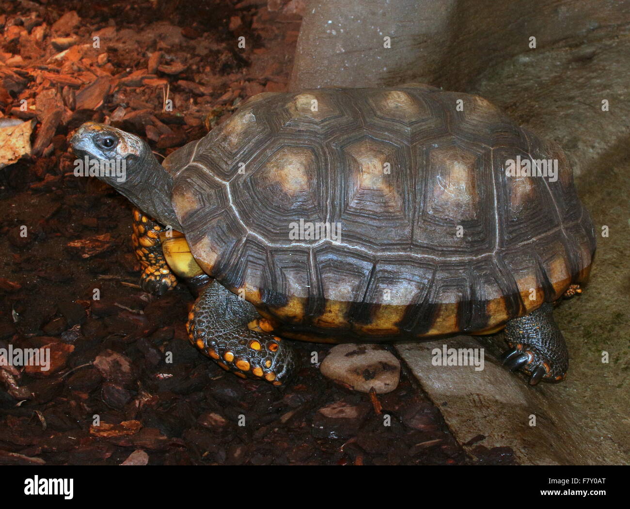 South American Yellow-footed tortoise a.k.a. Brazilian giant tortoise ...