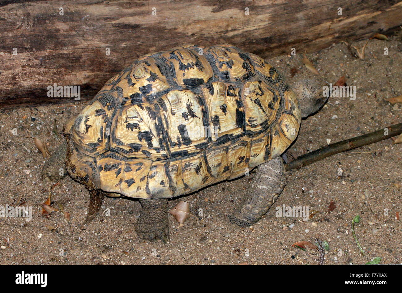 African leopard tortoise hi-res stock photography and images - Alamy