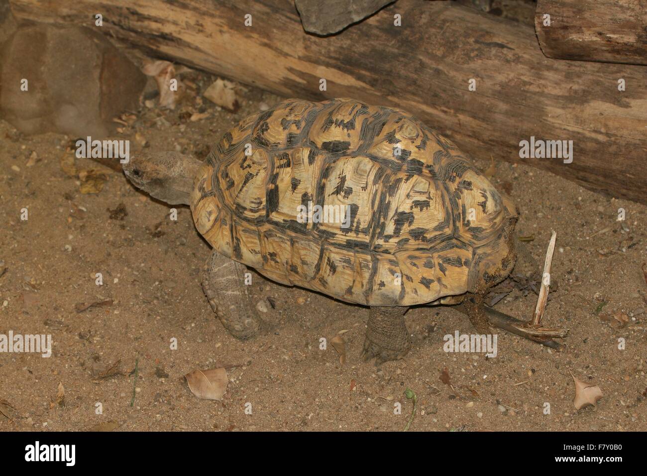 East African Leopard tortoise (Stigmochelys pardalis), native on ...