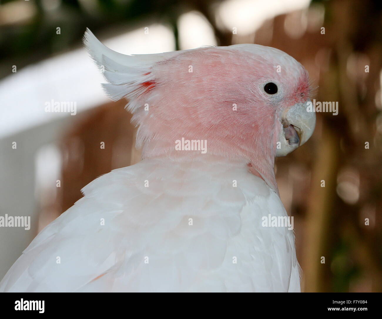 Australian Major Mitchells Cockatoo Lophochroa Leadbeateri Aka Pink Or Leadbeaters