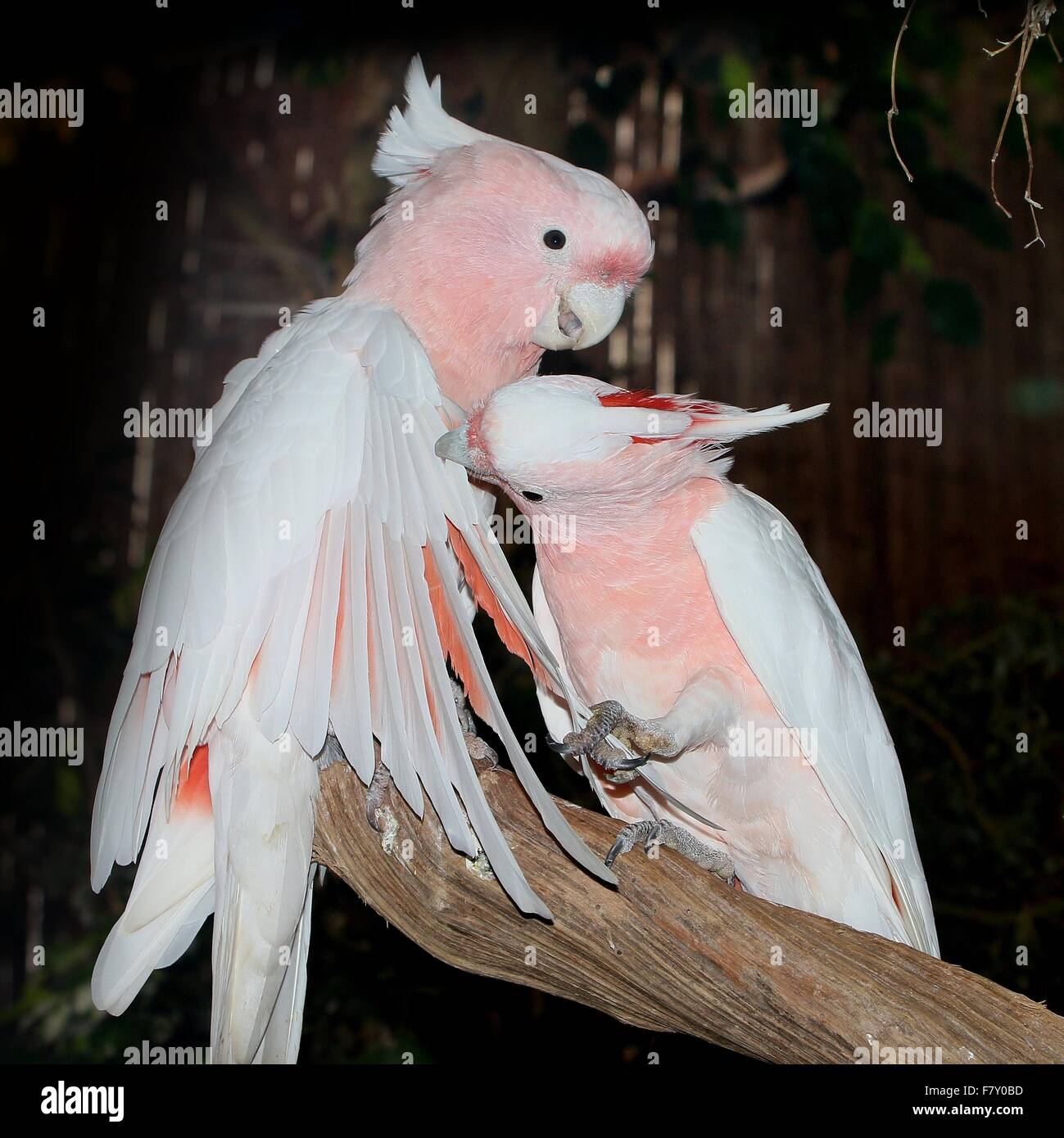 Male female cockatoo hi-res stock photography and images - Alamy