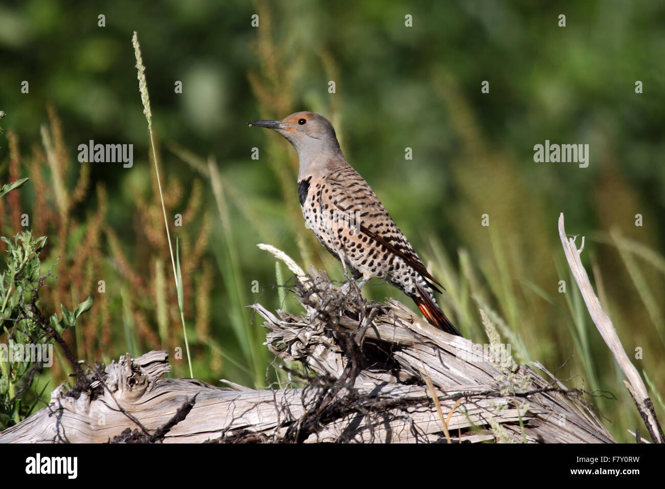Red shafted flicker female Canada Stock Photo - Alamy
