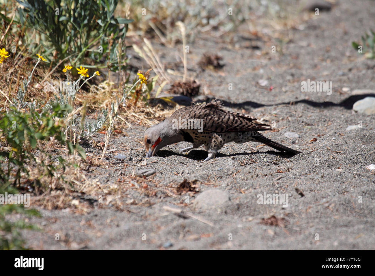 Vancouver island northern flicker hi-res stock photography and images ...