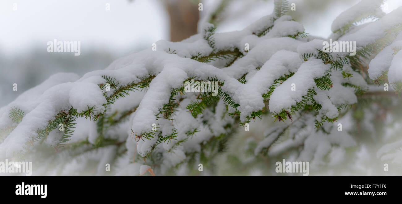 Light snow on evergreen pine tree bough in November, waterfront forest ...