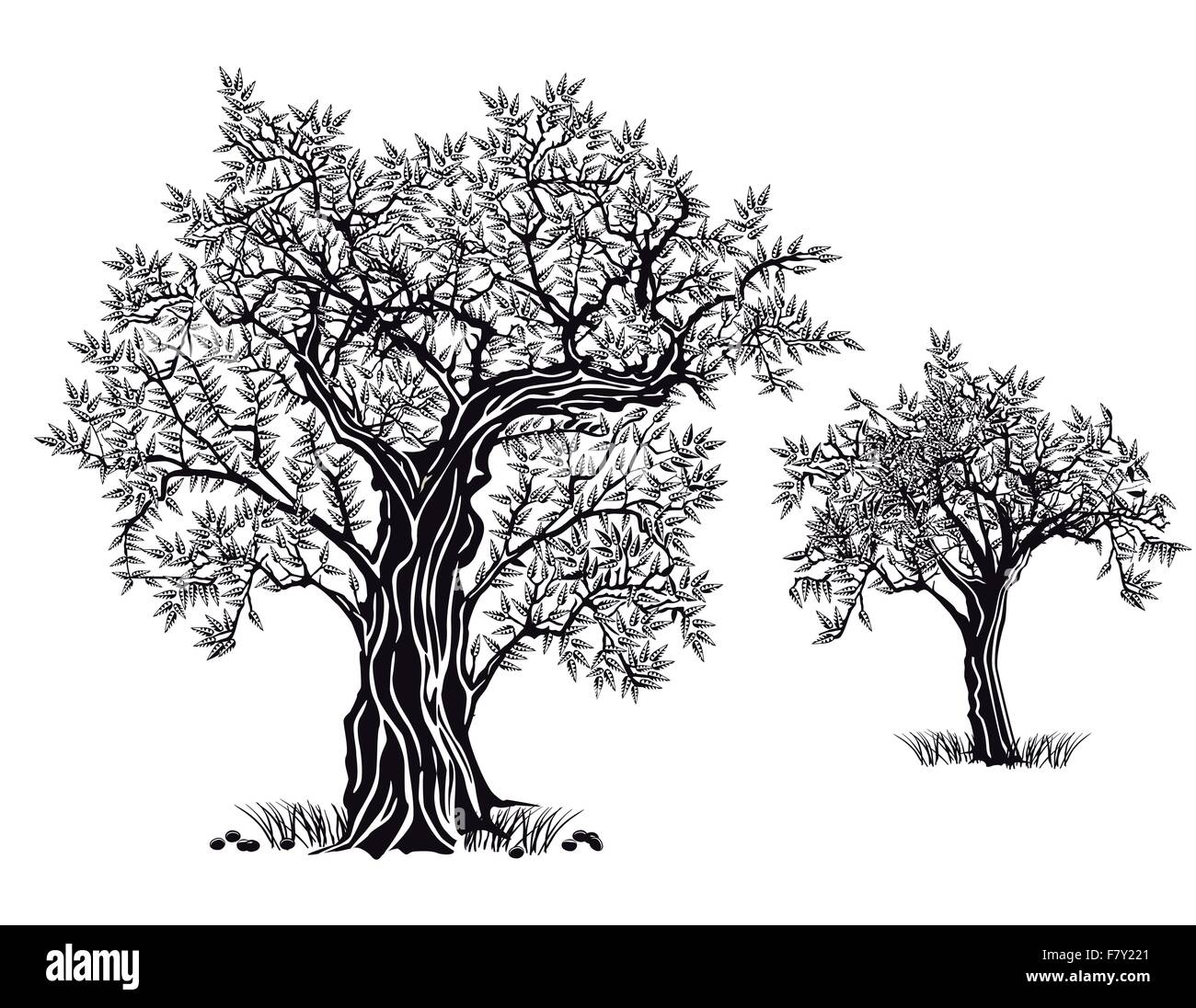 Olive tree trees Cut Out Stock Images & Pictures - Alamy