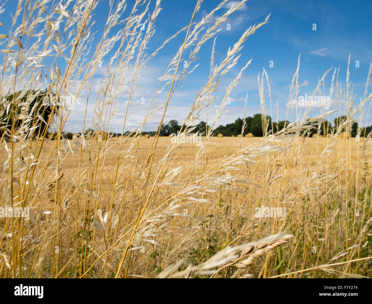 Oat hay hi-res stock photography and images - Alamy
