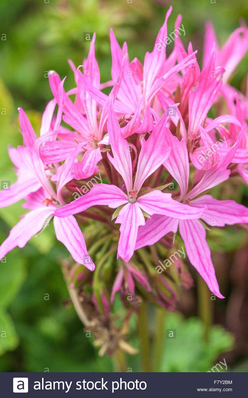 Geranium Stock Photos & Geranium Stock Images - Alamy