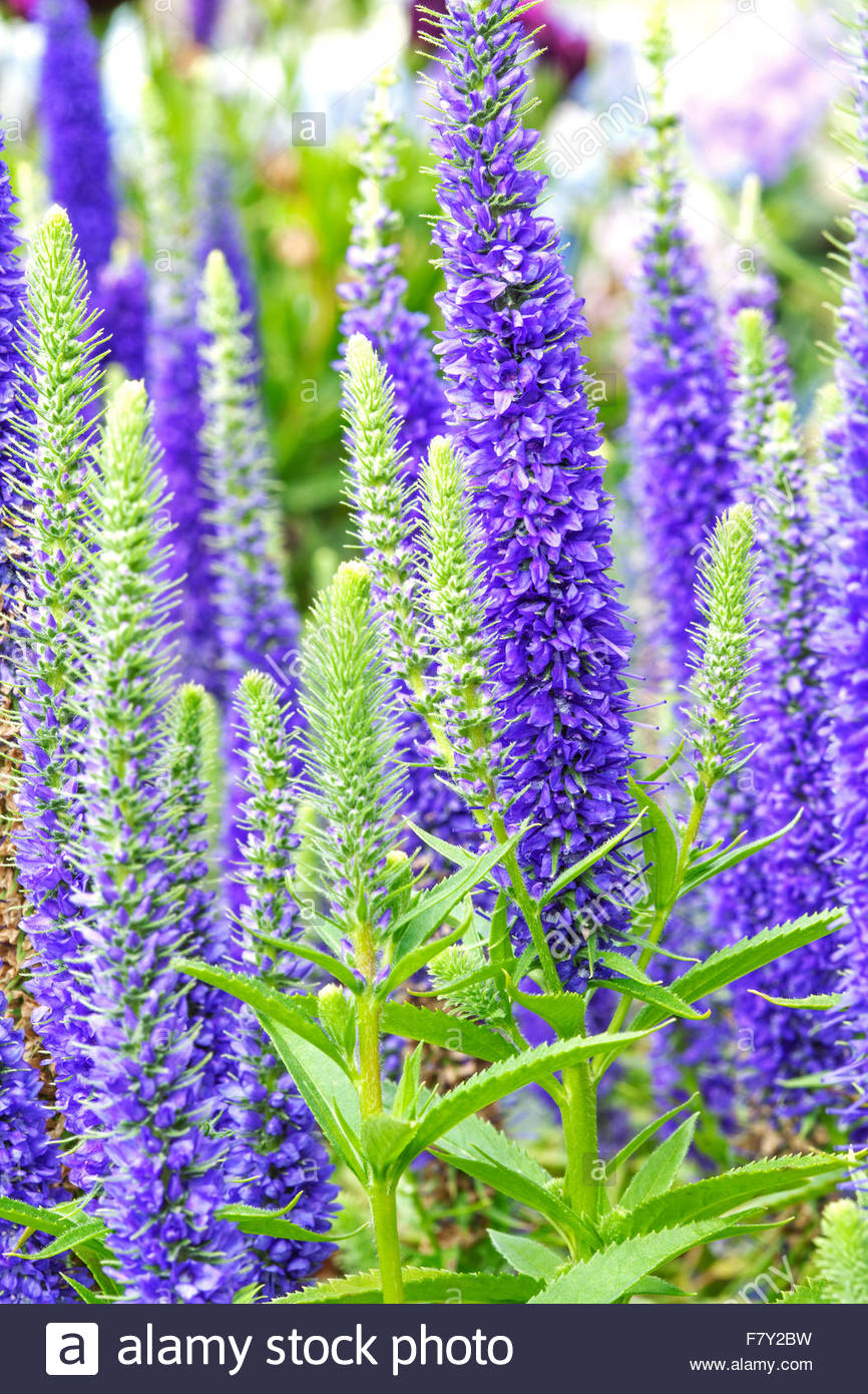 Royal Blue Flowers High Resolution Stock Photography and Images - Alamy
