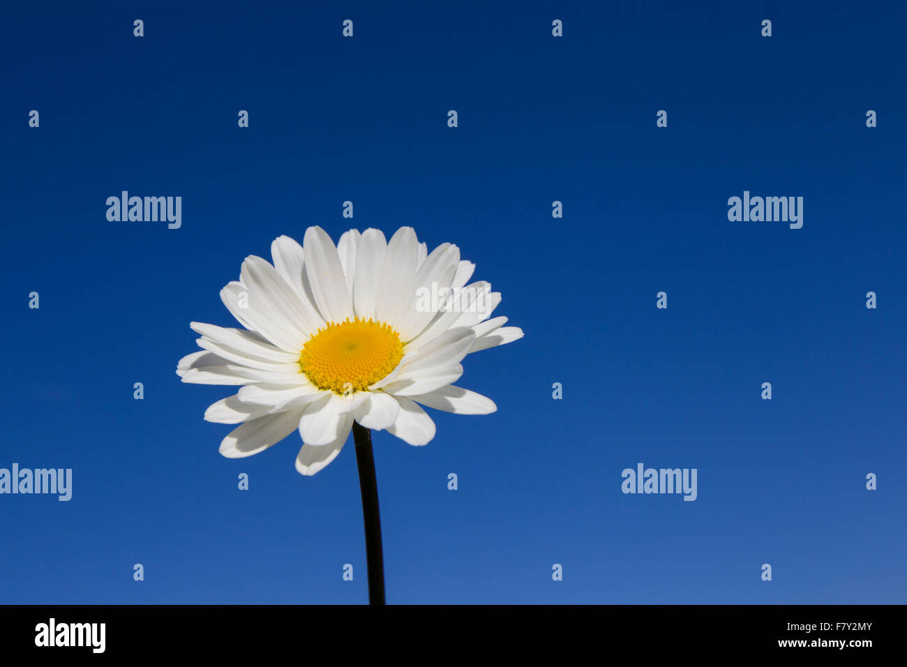 Ox-eye daisy / oxeye daisy (Leucanthemum vulgare / Chrysanthemum ...