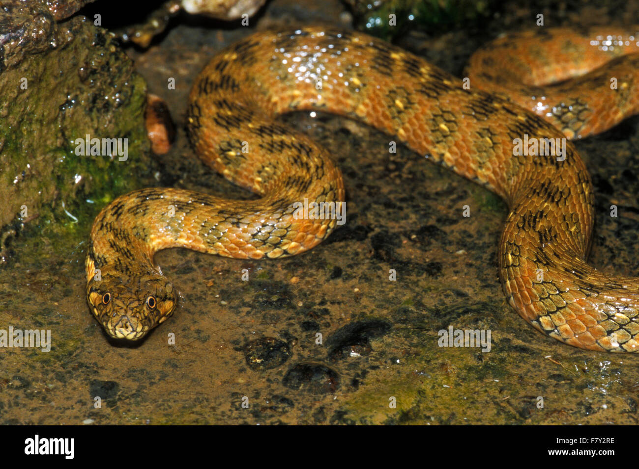 Viperine water snake (Natrix maura) hunting at night along riverbed ...