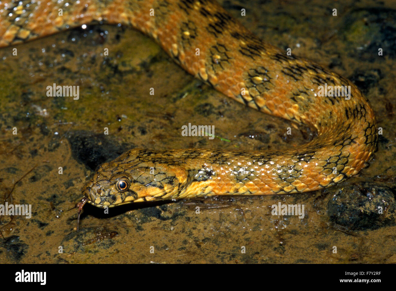 Viperine water snake (Natrix maura) hunting at night along riverbed ...