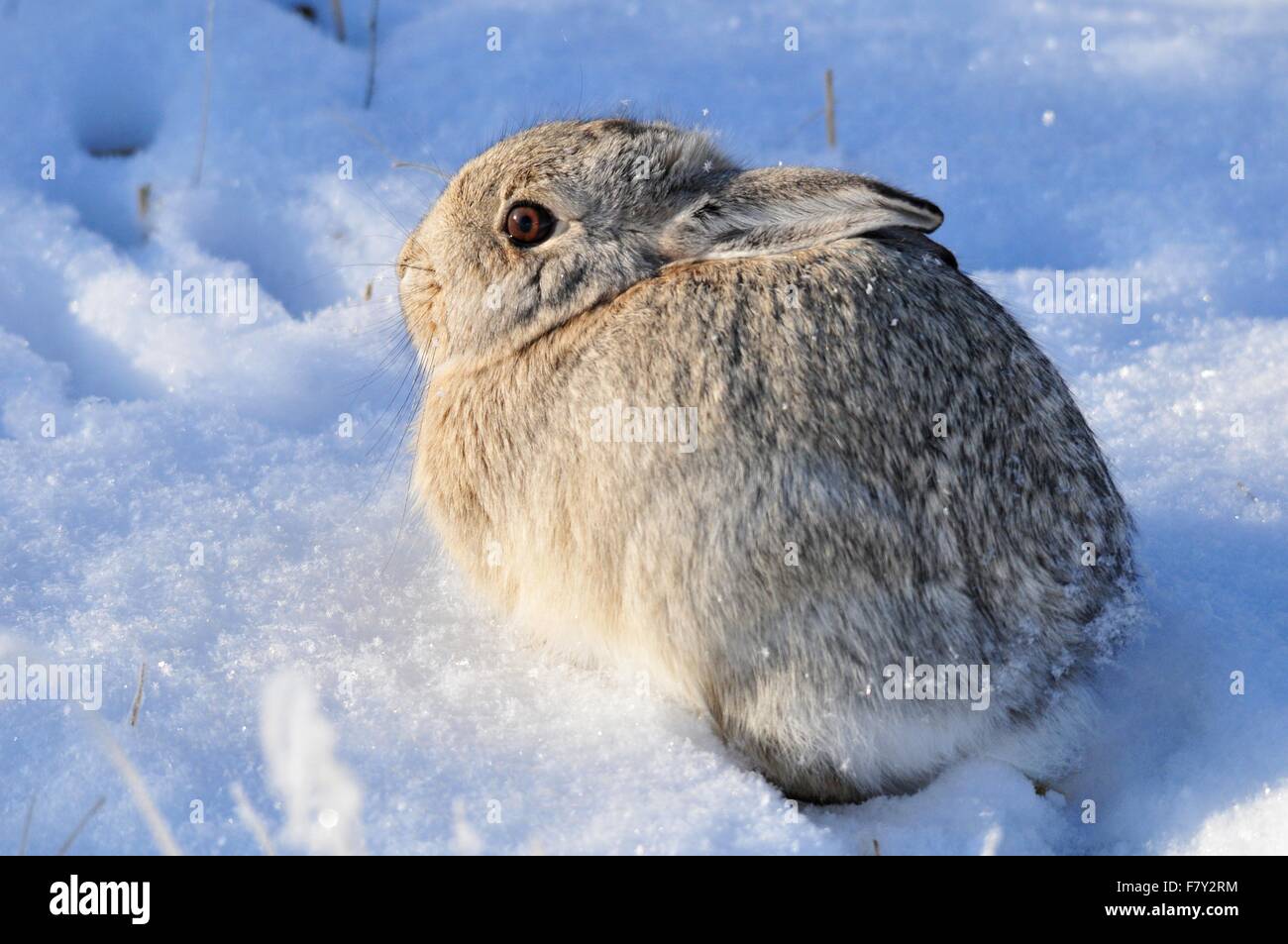Slyvilagus nuttallii hi-res stock photography and images - Alamy