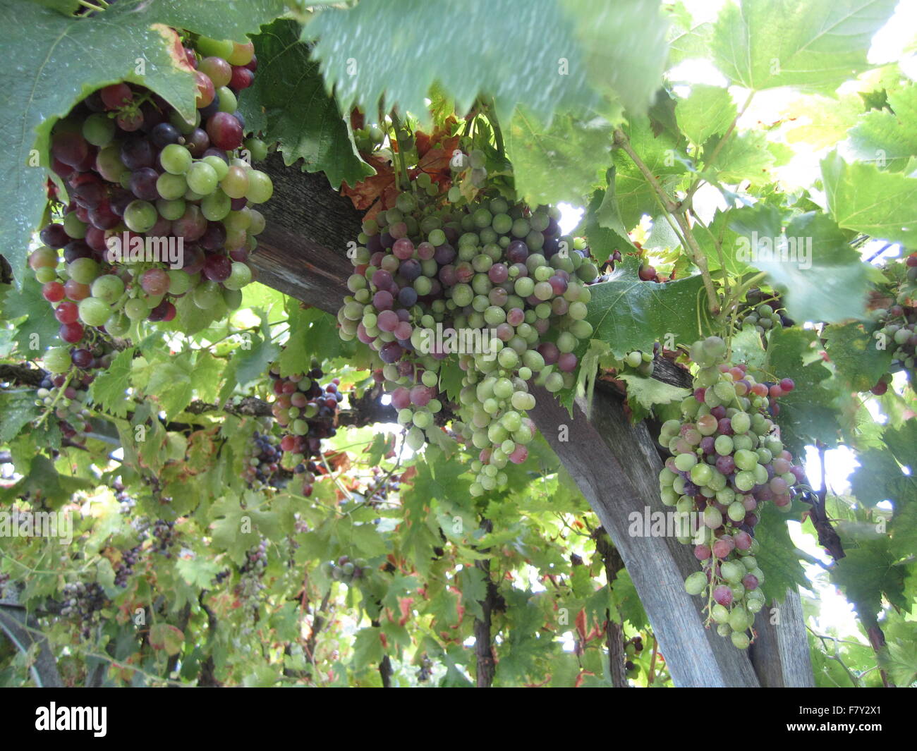 Grape arbor hi-res stock photography and images - Alamy