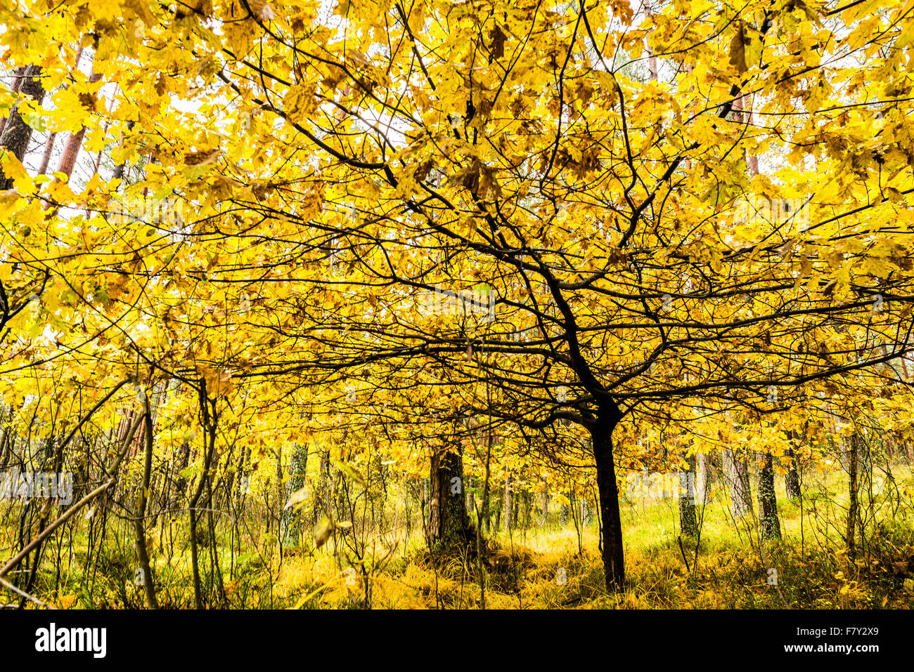 Japanese beech trees hi-res stock photography and images - Alamy