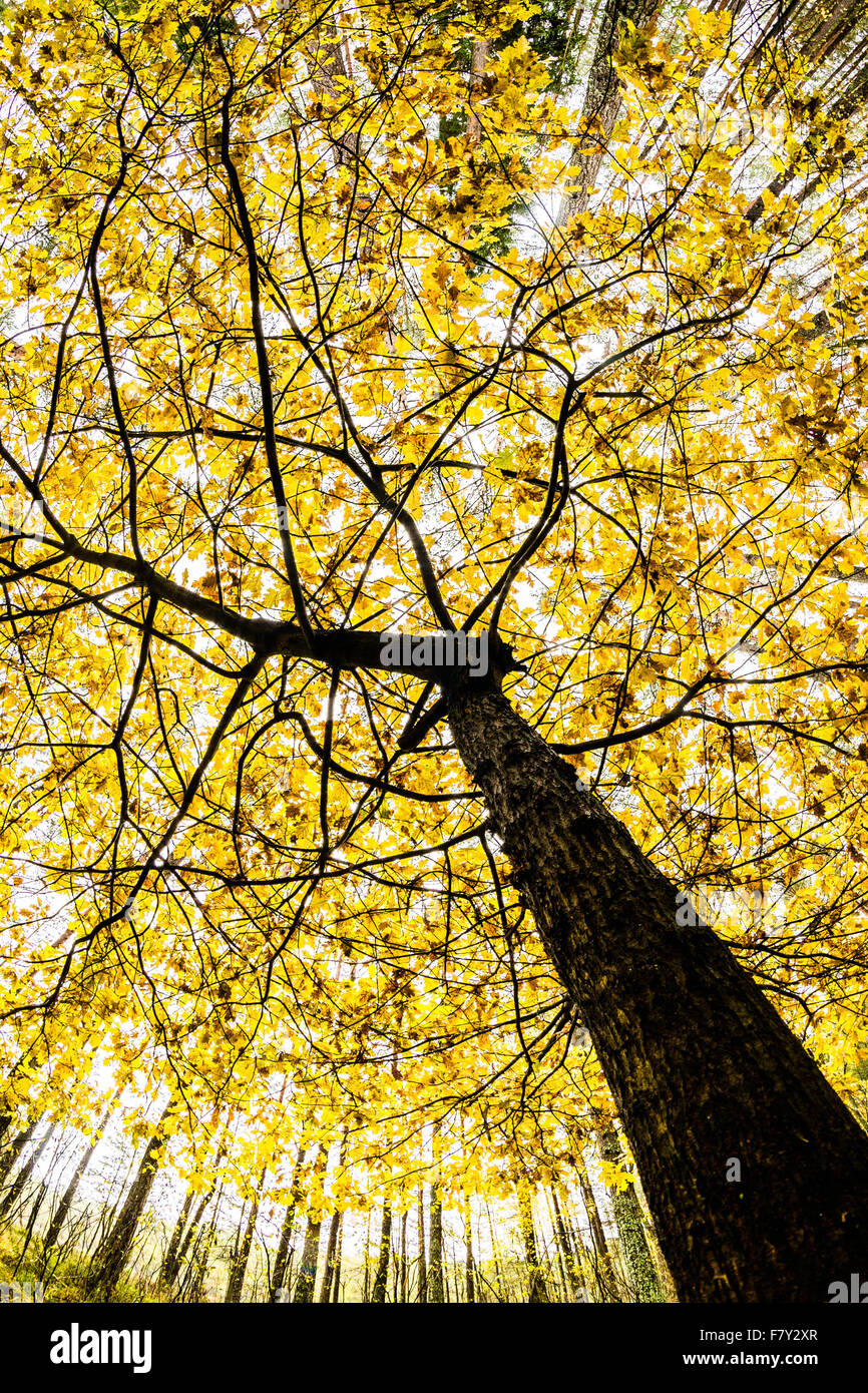Japanese beech trees hi-res stock photography and images - Alamy